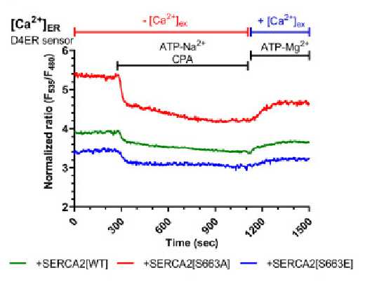 Adeno-associated virus (AAV) Packaging Services | VectorBuilder